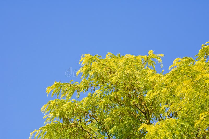Yellow Tree stock image. Image of space, yellow, tree - 7851081
