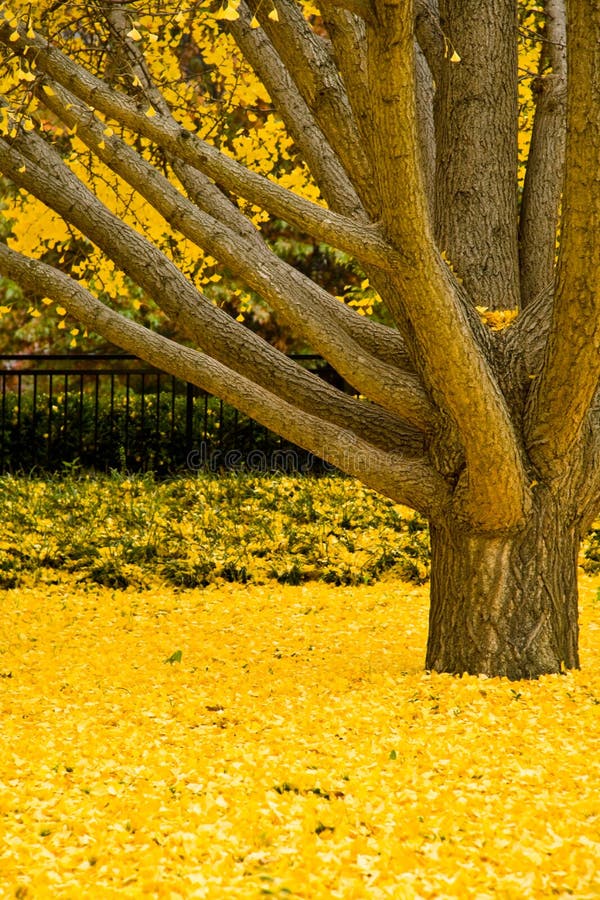 Yellow Tree stock image. Image of fall, park, color, foliage - 8689747