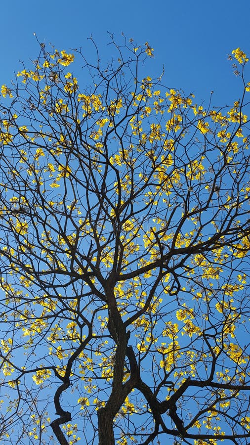 Yellow Tree Araguaney, Venezuela National Tree Stock Image - Image of ...