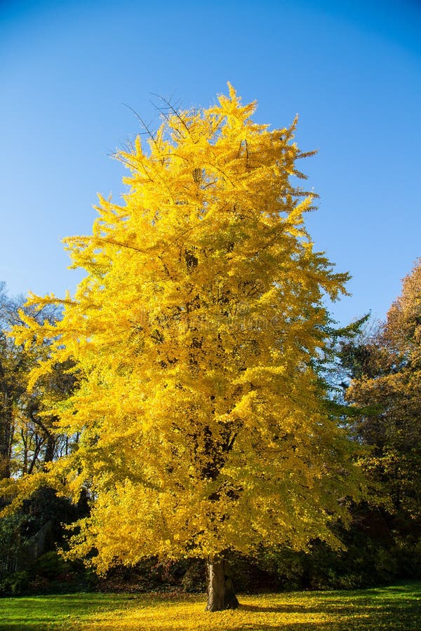 Yellow Tree stock photo. Image of autumn, herbst, yellow - 77493200