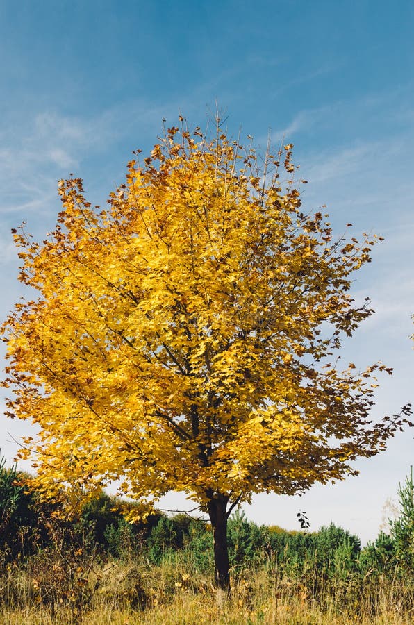 Yellow tree in autumn stock image. Image of october, golden - 80231665