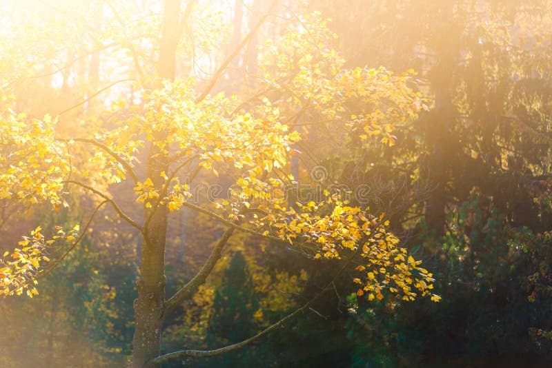 Yellow Tree, Autumn Background Stock Photo - Image of atmosphere, bare ...