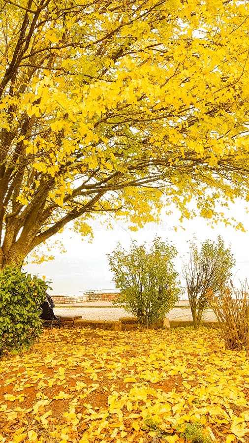 Yellow Tree Autumn Enviroment Background Leaves Stock Photo - Image of ...