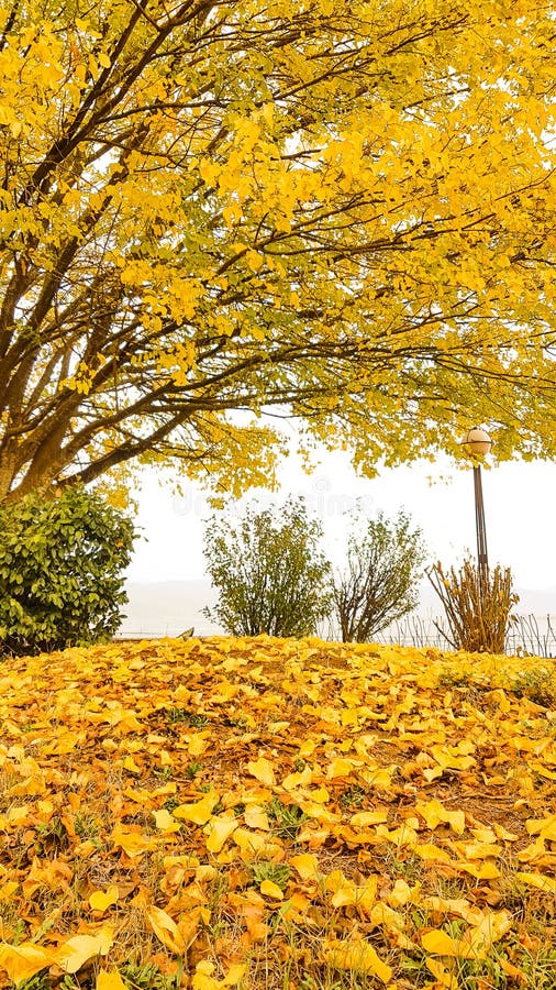 Yellow Tree Autumn Enviroment Background Leaves Stock Image - Image of ...