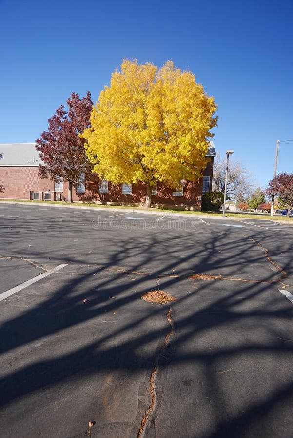 Yellow tree stock photo. Image of tree, seasonal, foliage - 50159804