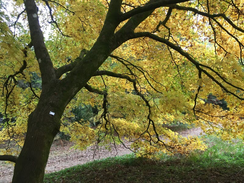 Yellow tree stock photo. Image of autumn, park, tree - 79699926