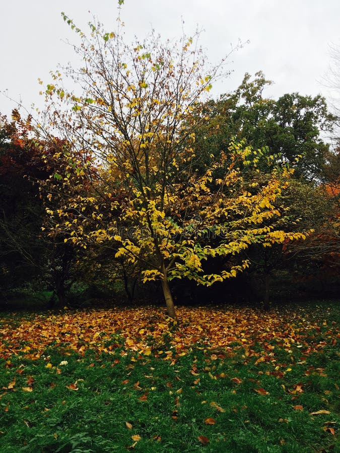 Yellow tree stock image. Image of spring, sunlight, meadow - 79701169