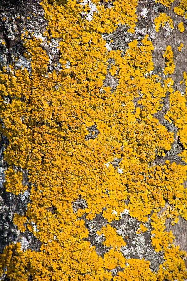 Yellow tree crust. stock image. Image of light, grow - 20265343