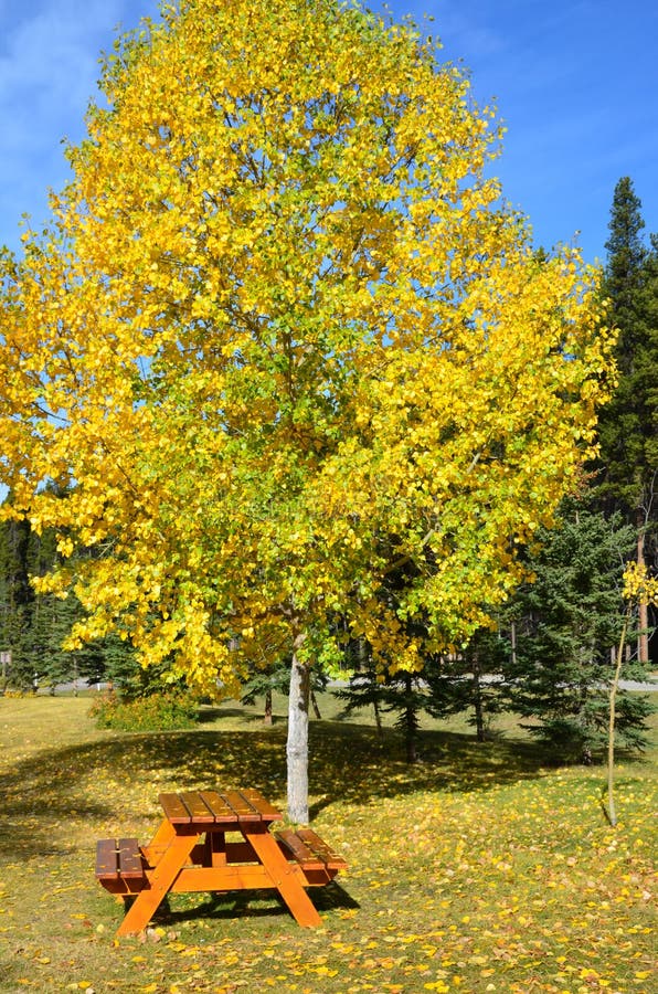 A yellow tree at fall stock image. Image of buildings - 145836843