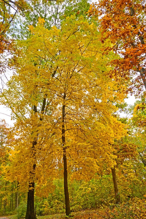 Yellow Tree in the Fall stock photo. Image of colors - 82742998