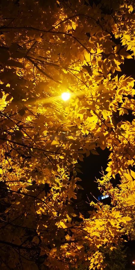 Yellow tree in the night stock photo. Image of tree - 141998856