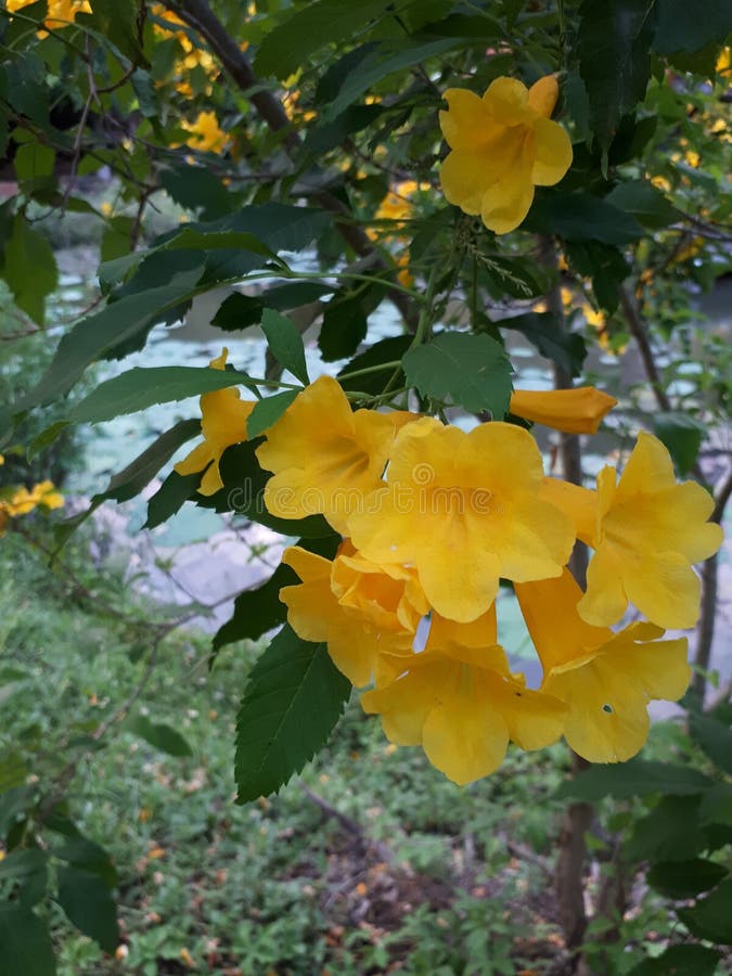 Yellow tree stock image. Image of tree, petals, flower - 131236251