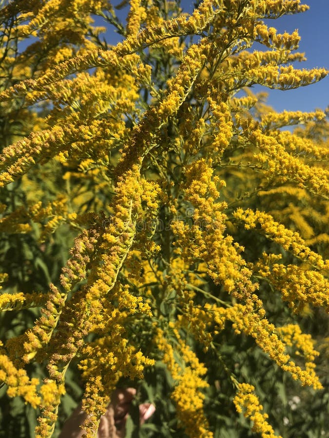Yellow Tree Flowers Bloom in Spring on Background Sky Stock Image ...