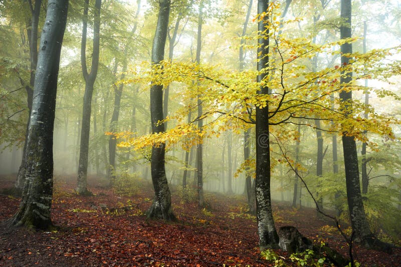 Yellow tree in the forest stock photo. Image of dark - 61787658