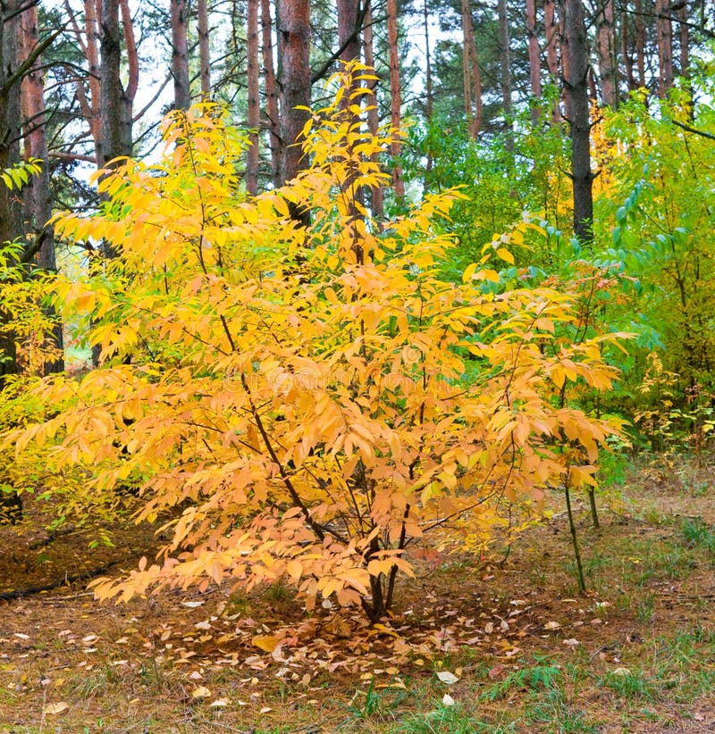Yellow tree stock image. Image of solitary, wood, rice - 34965011