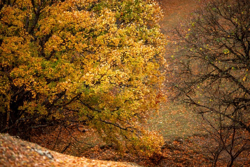 Yellow Tree in the Forest. Wild Nature Stock Image - Image of outside ...
