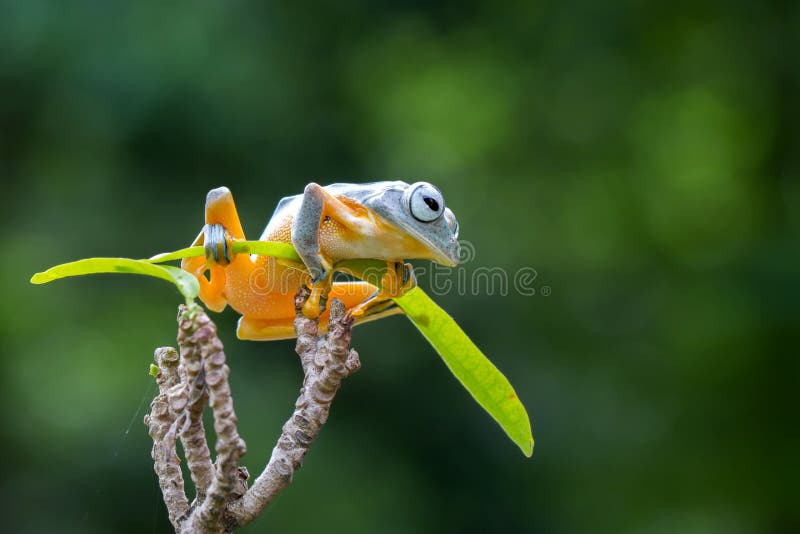 Yellow tree frog stock photo. Image of tree, cute, yellow - 48649186