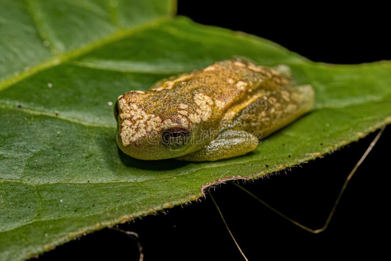 Yellow Tree Frog stock photo. Image of chordata, creature - 263481792