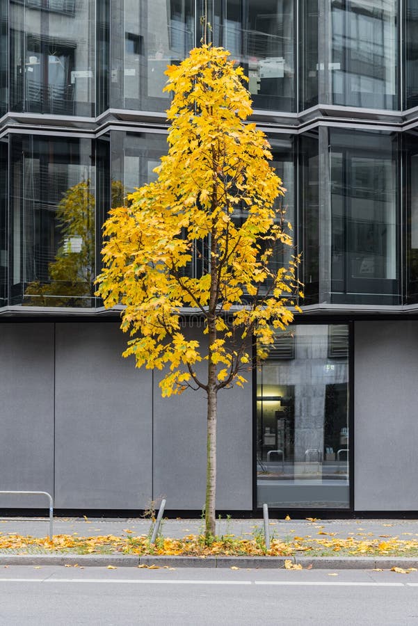 Yellow Tree in Front of the Modern Office Building Stock Image - Image ...