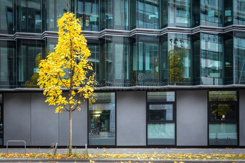 Yellow Tree in Front of the Modern Office Building Stock Image - Image ...
