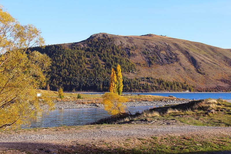 Yellow Tree On Lake With Brown Mountain Background Photo Stock Image ...