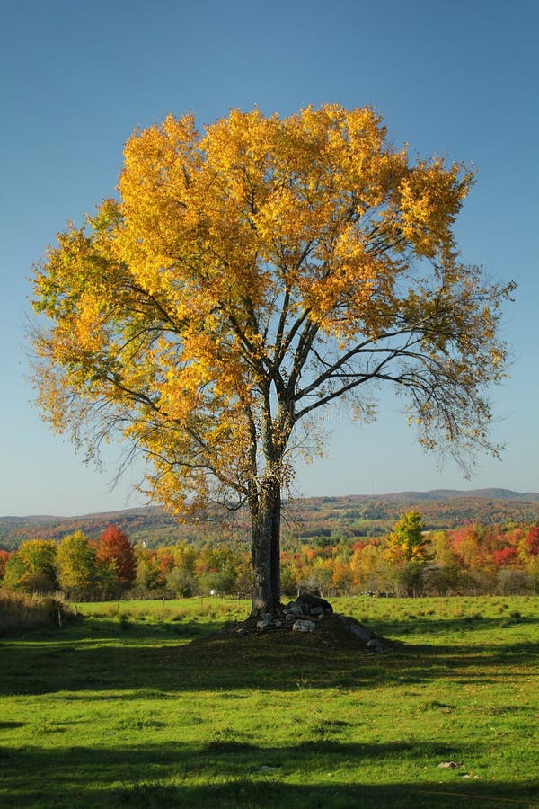 Yellow tree stock photo. Image of canada, maple, yellow - 45010896