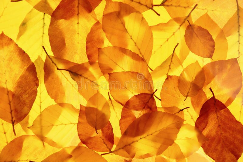 Yellow Tree Leaves As Bright Autumn Background Stock Photo - Image of ...