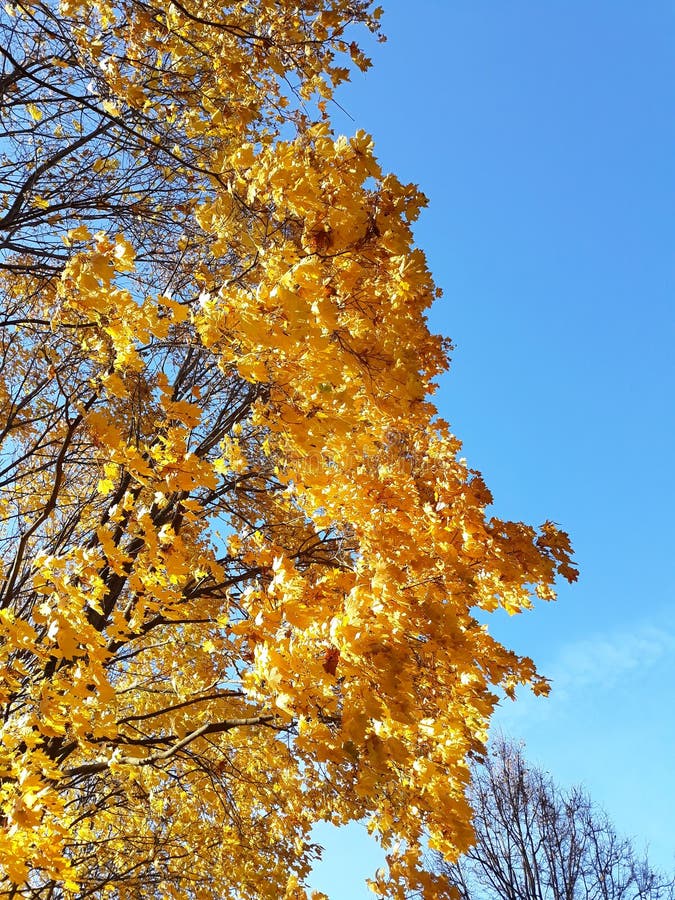 Yellow tree leaves stock image. Image of fall, view - 154782197