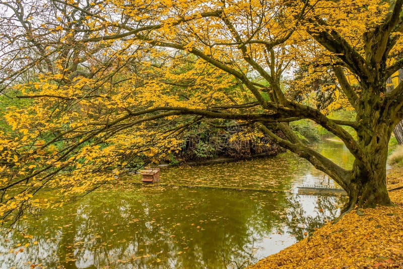 Yellow Tree in Montsouris Park in Paris Stock Photo - Image of fair ...