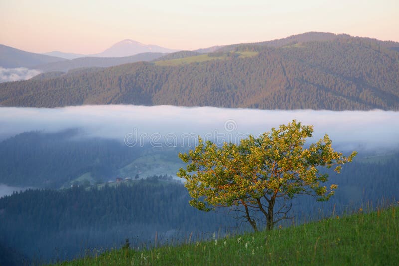 Yellow tree in mountain stock image. Image of decor, group - 75259001