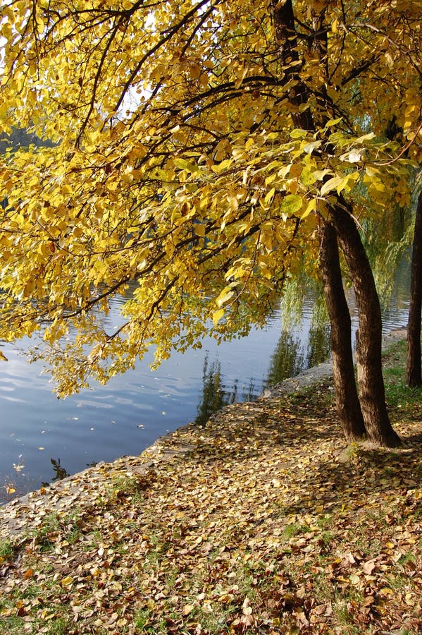 Yellow Tree Near the Lake in Fall Stock Photo - Image of leaves ...