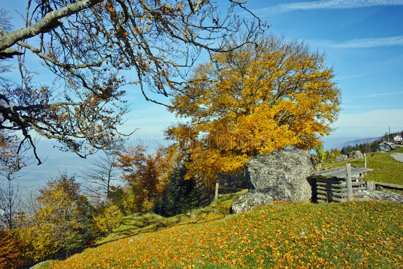 Yellow Tree Near Mount Rigi, Alps Stock Photo - Image of green, leaf ...