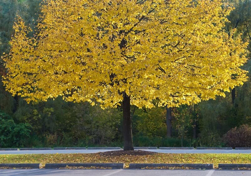 Yellow Tree in Autumn stock image. Image of leaves, color - 88279927