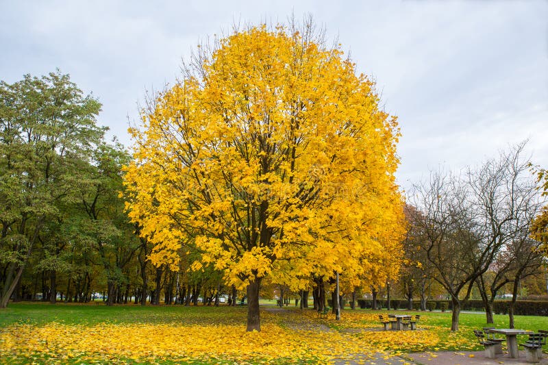 Yellow tree in park stock photo. Image of brown, fall - 79814952
