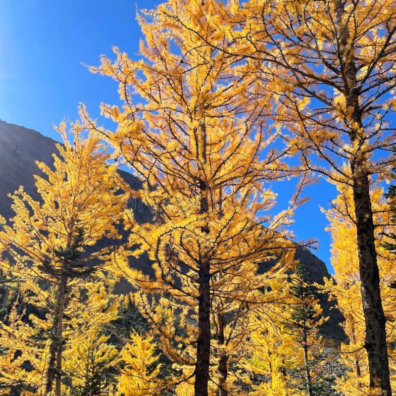Yellow Tree of Peter Lougheed Provincial Park Stock Image - Image of ...