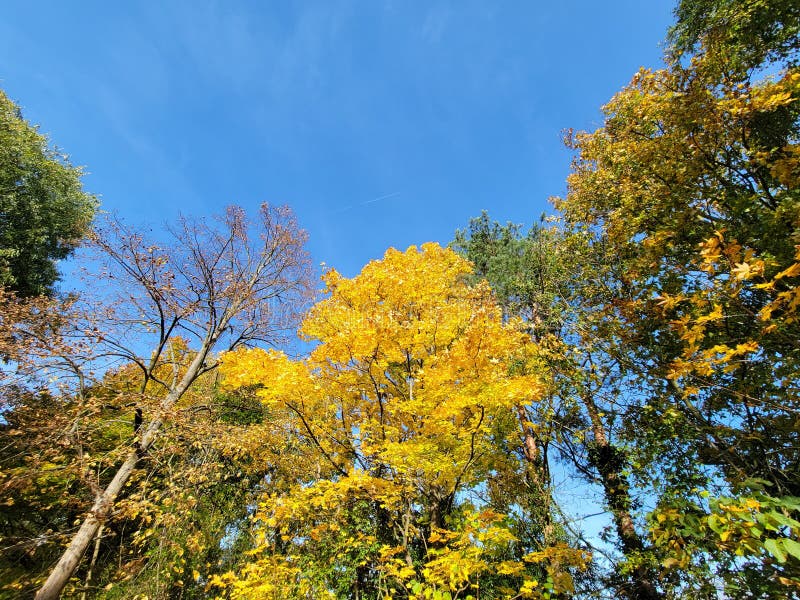 Yellow Tree Reaching the Sky Stock Photo - Image of nature, woodland ...