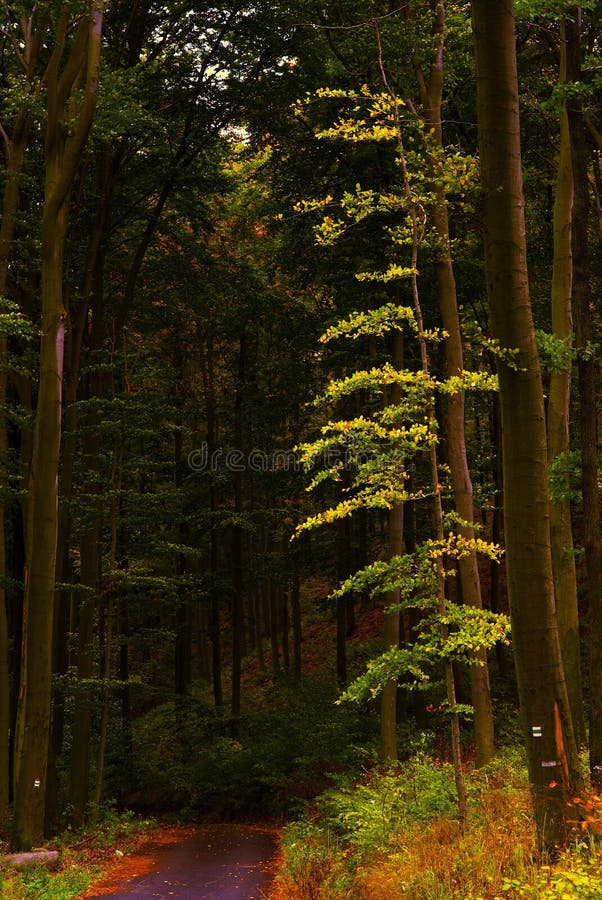 Yellow tree by the road stock photo. Image of leaves - 11362092