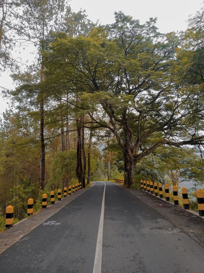 Yellow tree on the road stock image. Image of turn, trees - 226576709