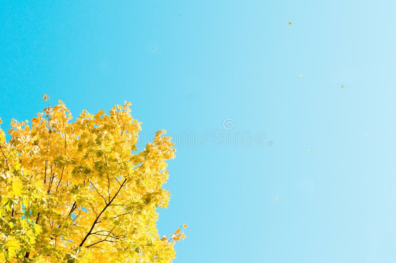 Yellow tree on sky stock photo. Image of colorful, green - 6576722