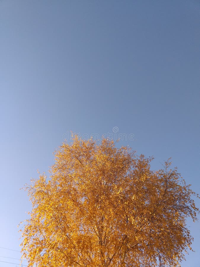 Yellow tree in the sky stock image. Image of yellow - 142427749