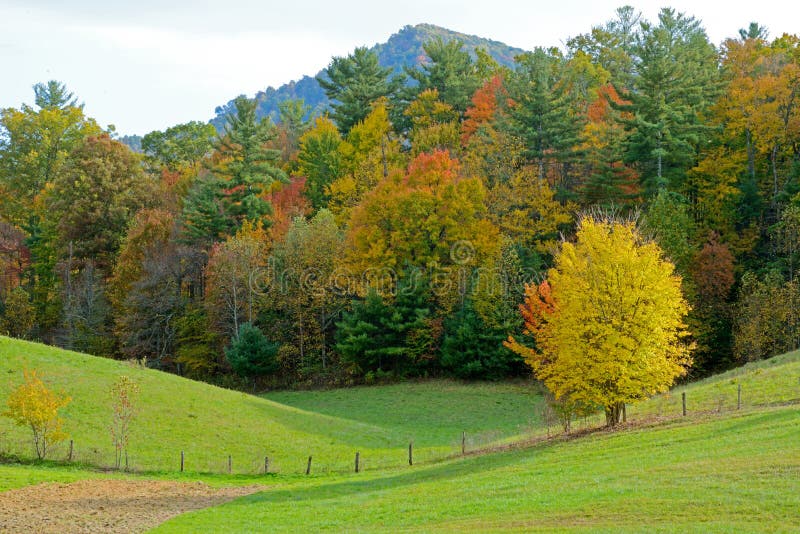 A Yellow Tree, Sloping Green Grass, and Background Mountains. Stock ...
