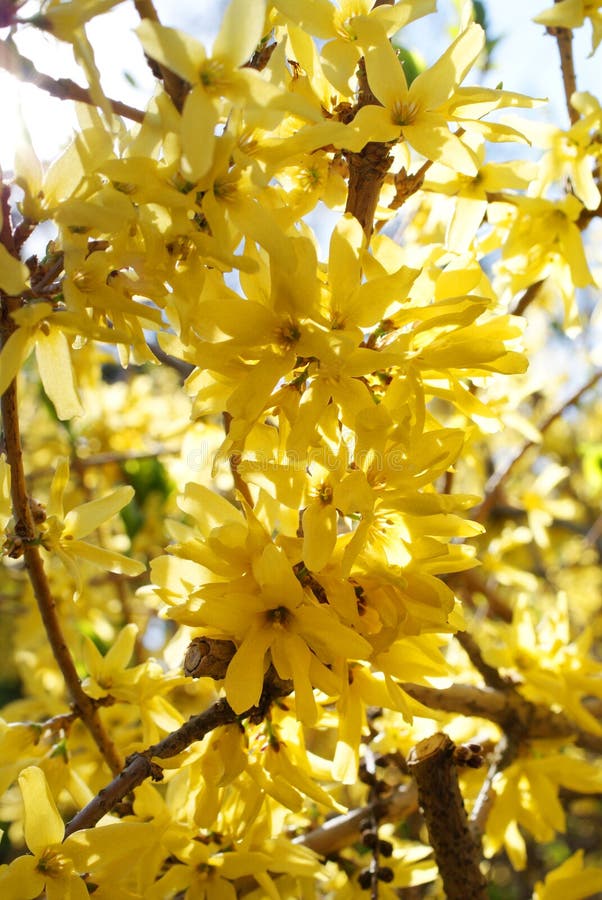 Yellow Tree Spring Forsythia Blooming Flowers Stock Photo - Image of ...