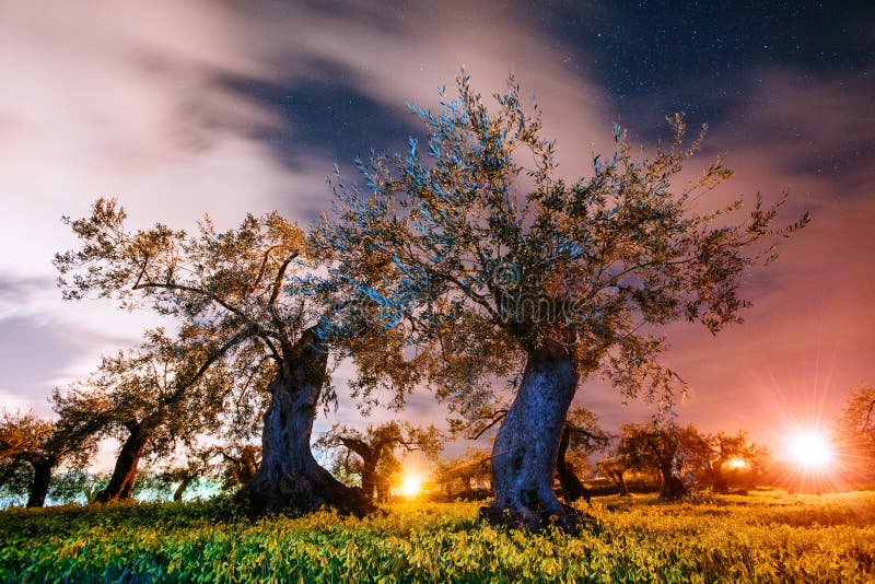 Yellow tree and starry sky stock photo. Image of galaxy - 85720314