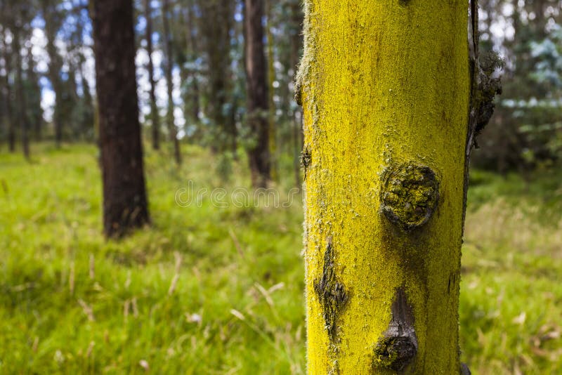 Yellow tree trunk stock photo. Image of national, rough - 69962888
