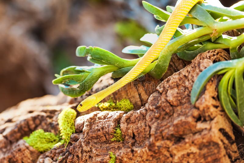 Yellow Tree Viper on Rock stock photo. Image of daylight - 62764750