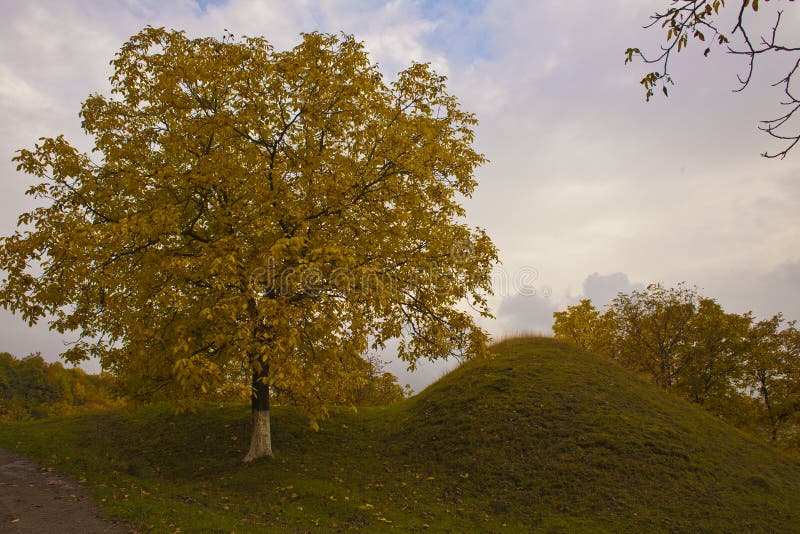 Yellow tree stock photo. Image of field, bush, breaza - 64449444
