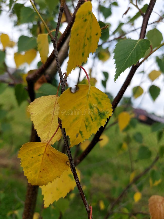 Yellow tree white sky stock photo. Image of tree, sunlight - 189720878