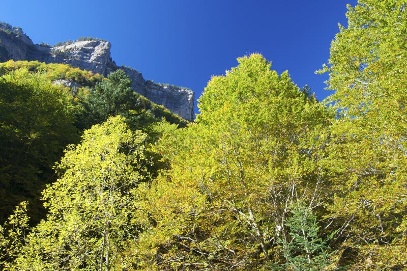 Yellow trees stock image. Image of idyllic, copyspace - 11520983