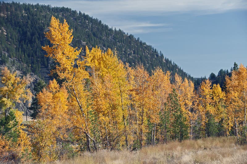 Yellow trees stock image. Image of canada, scenery, branches - 27526855