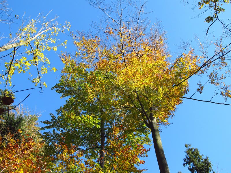 Yellow trees in autumn stock image. Image of hills, contrast - 46316537